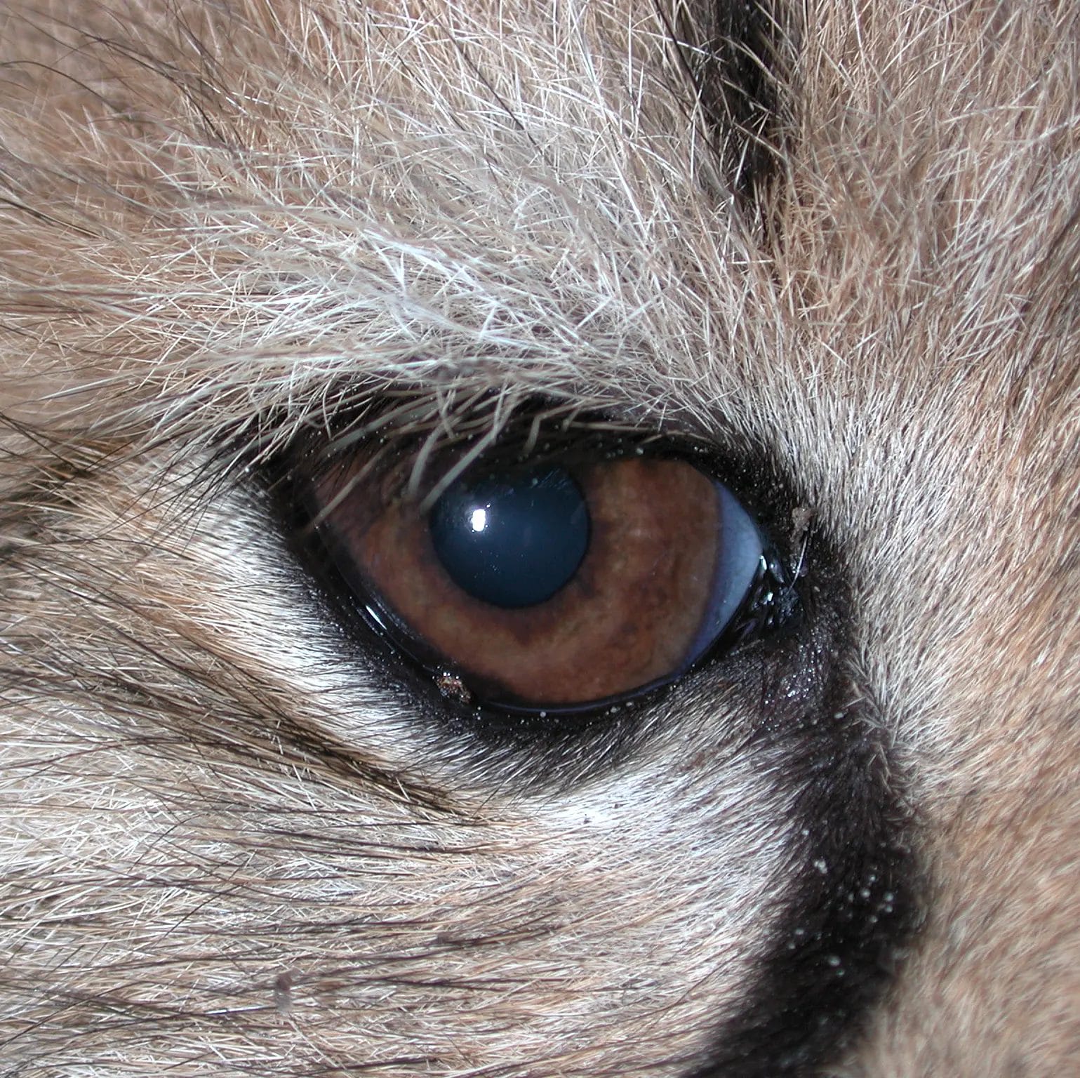 World Of Exotic Eyes - Veterinary Eye Institute