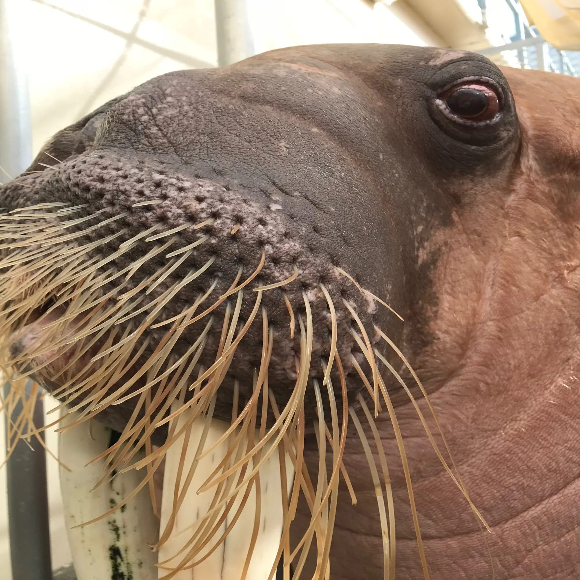 World Of Exotic Eyes - Veterinary Eye Institute